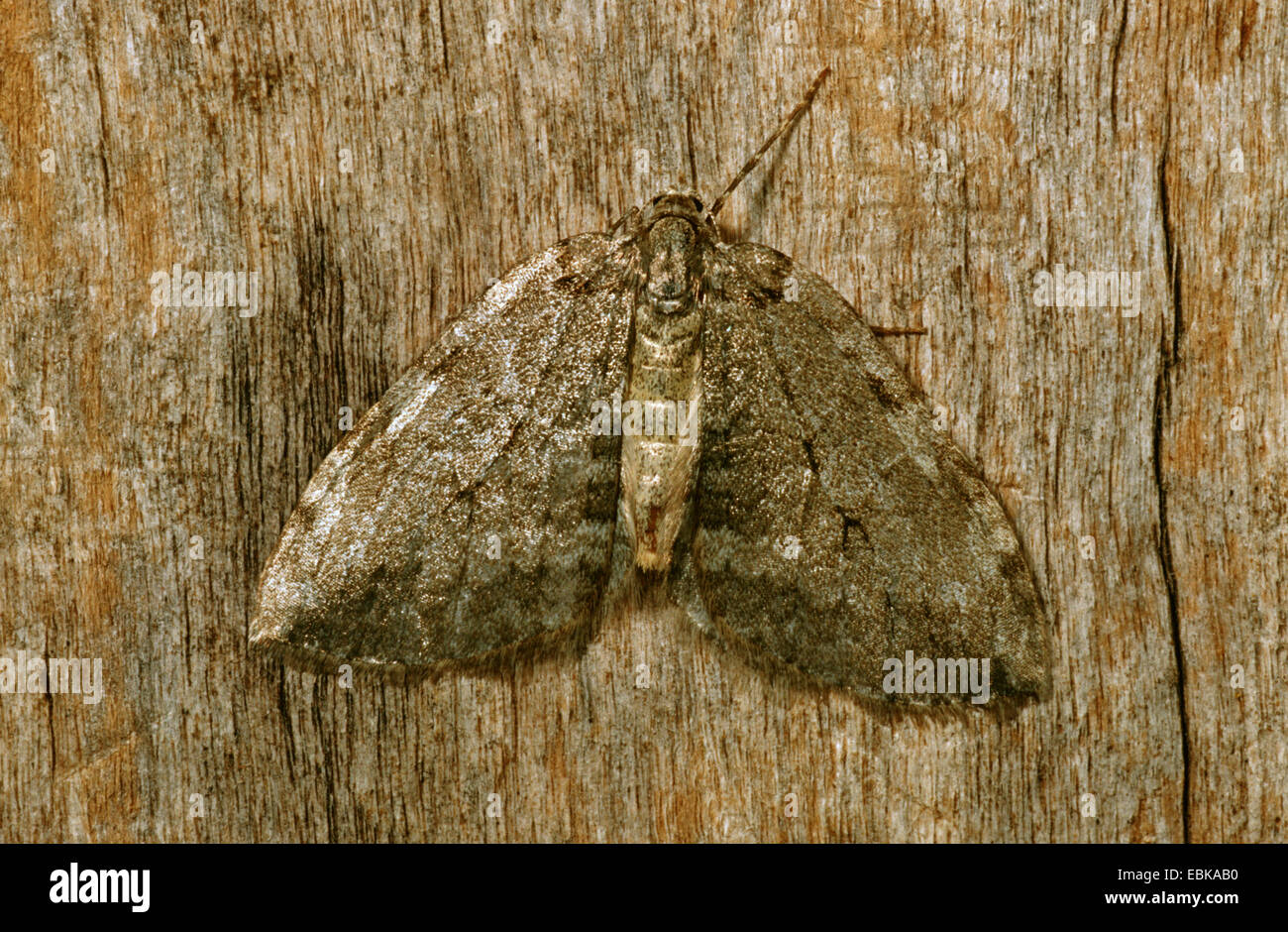 November Moth, Geometer Moth (Epirrita dilutata), on deadwood, Germany ...