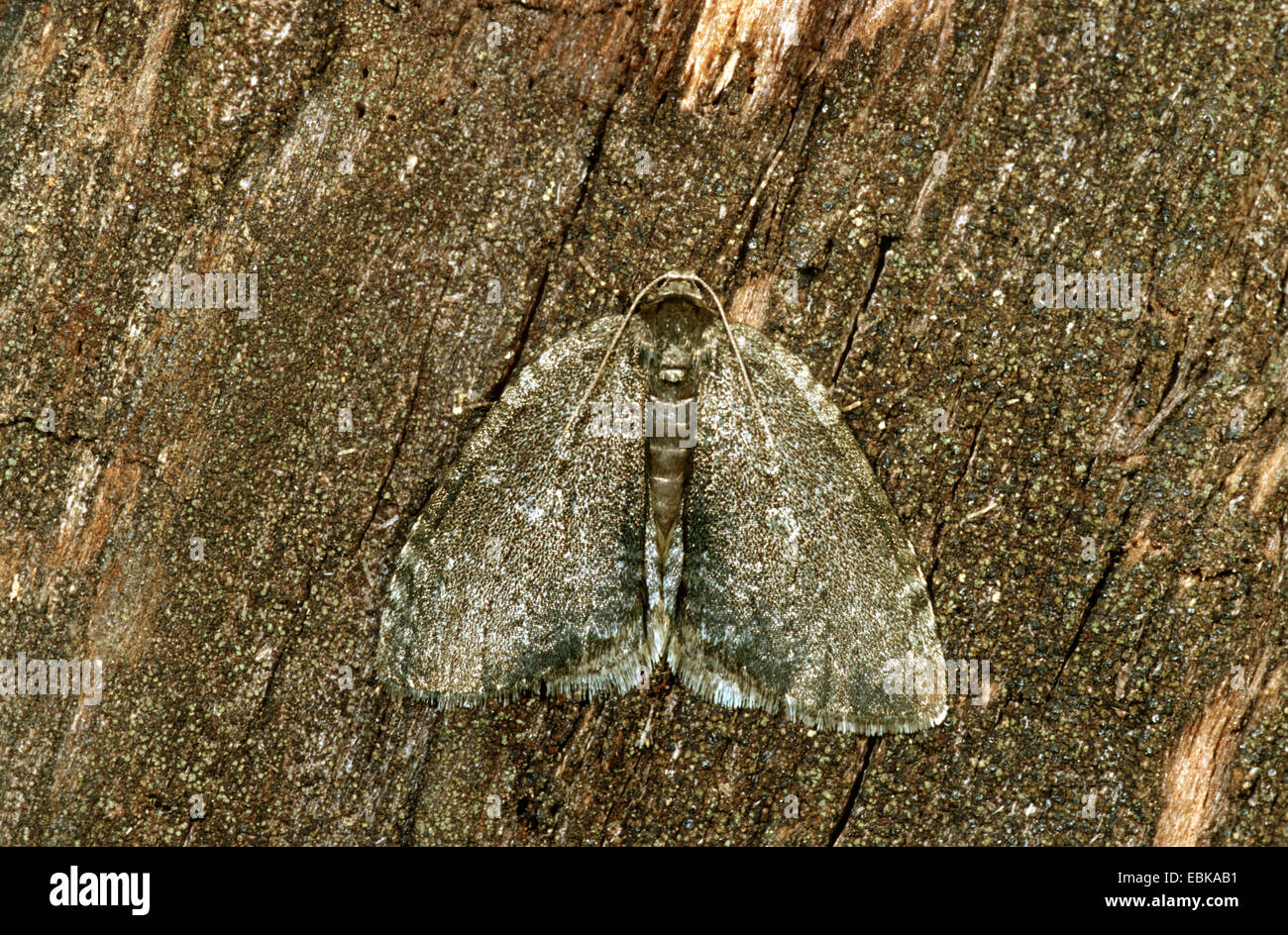 Geometer moth epirrita dilutata hi-res stock photography and images - Alamy