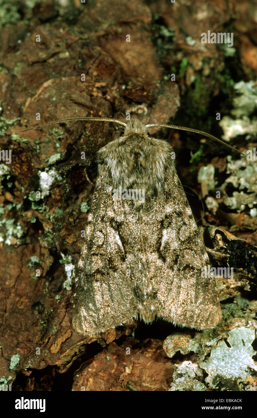Cerura bifida (Hada plebeja), imago on bark with lichens, Germany Stock ...