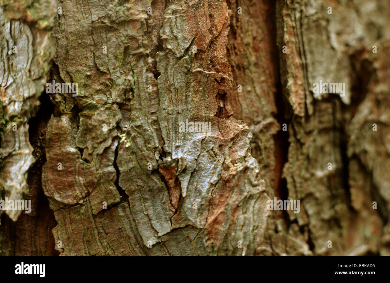 Bark of the stone pine hi-res stock photography and images - Alamy