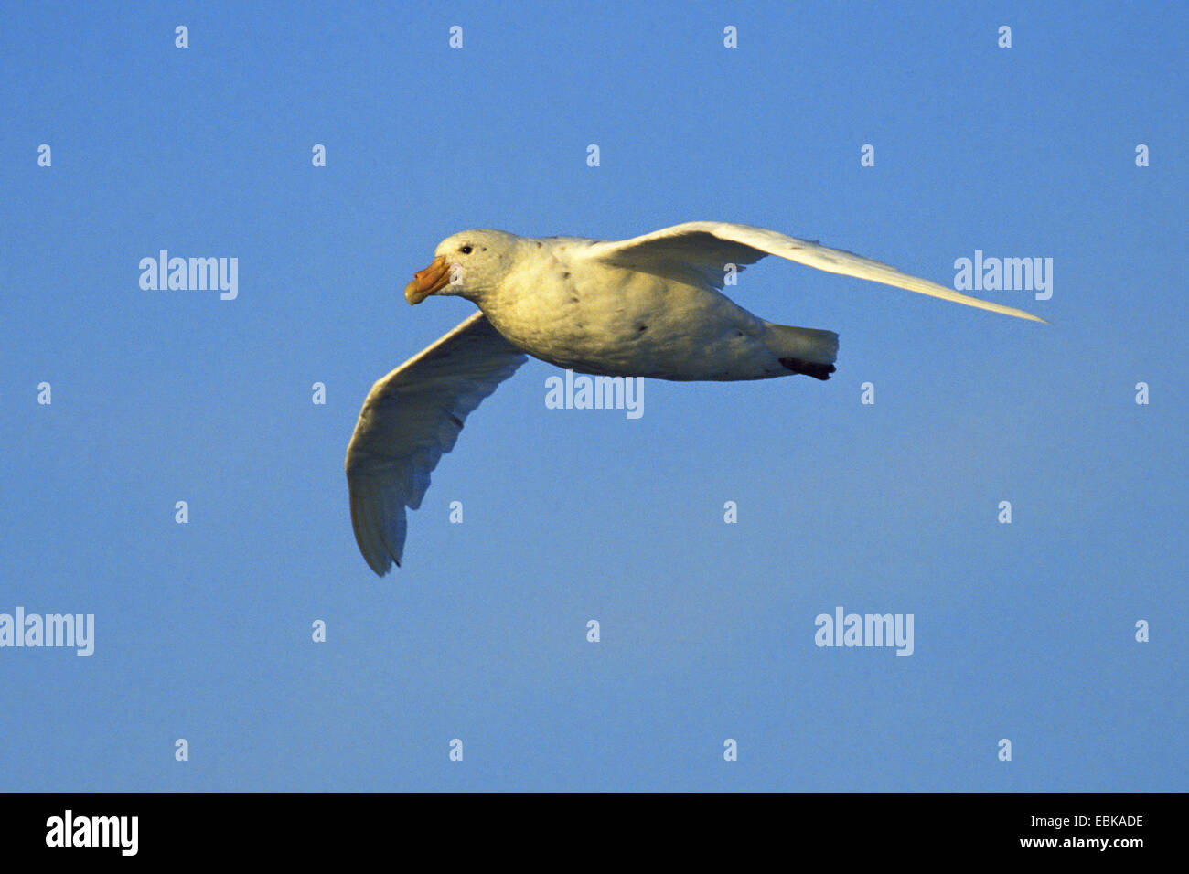 Southern giant petrel, giant petrel (Macronectes giganteus), flying ...