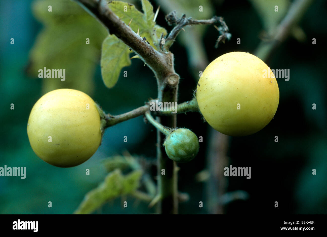 Kantakari hi-res stock photography and images - Alamy