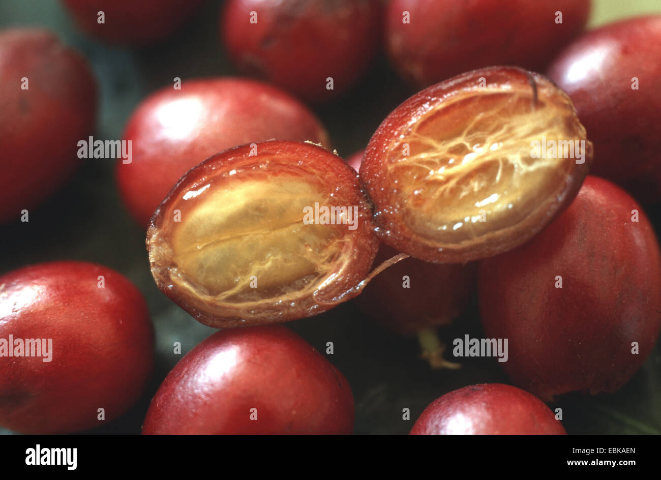 Arabian coffee (Coffea arabica), fruits, one sliced Stock Photo - Alamy