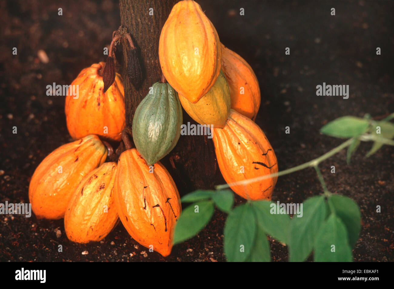 Cacao trees hi-res stock photography and images - Alamy