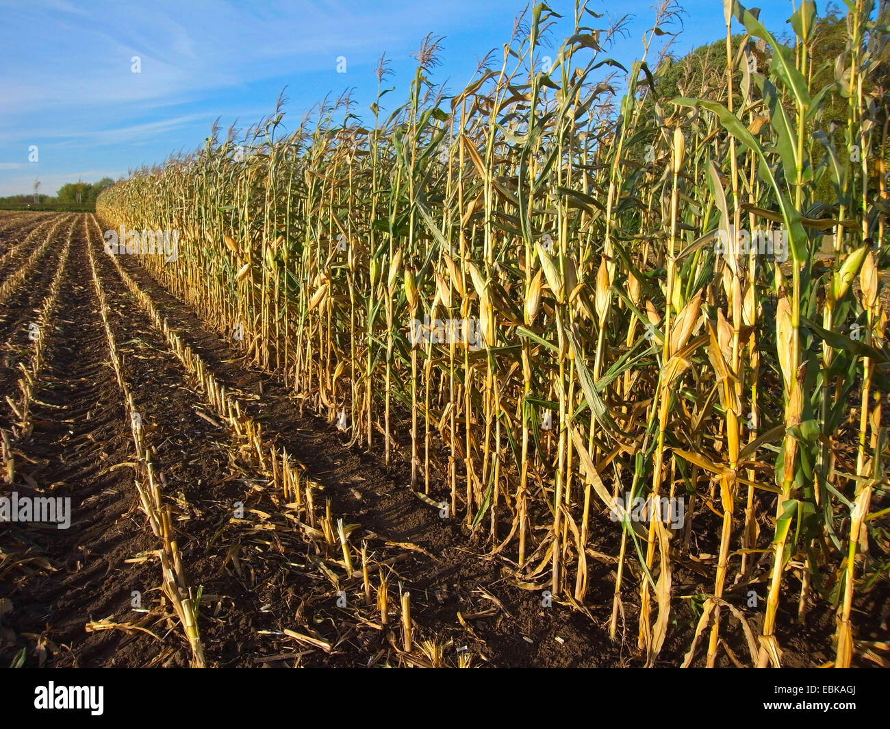 Indian corn, maize (Zea mays), harvest of a maize field, Germany Stock ...