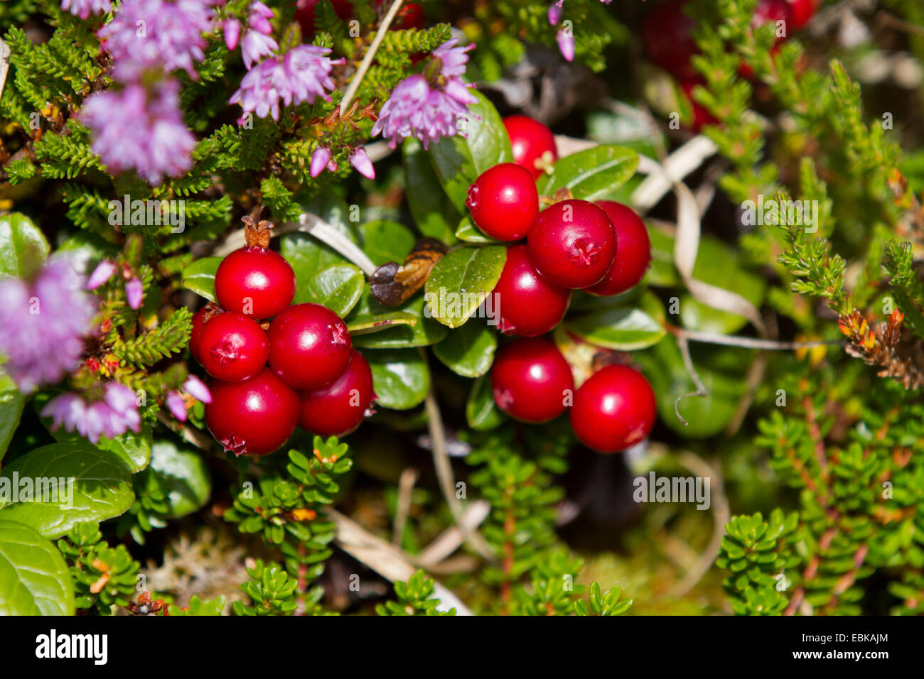 Lingonberry hi-res stock photography and images - Alamy