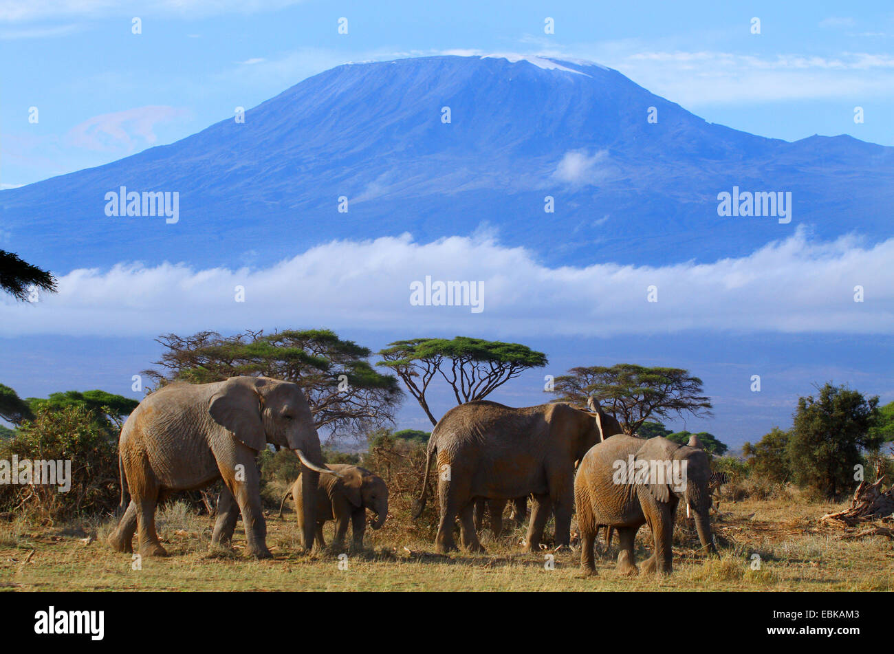 African elephant (Loxodonta africana), group in front of mount ...