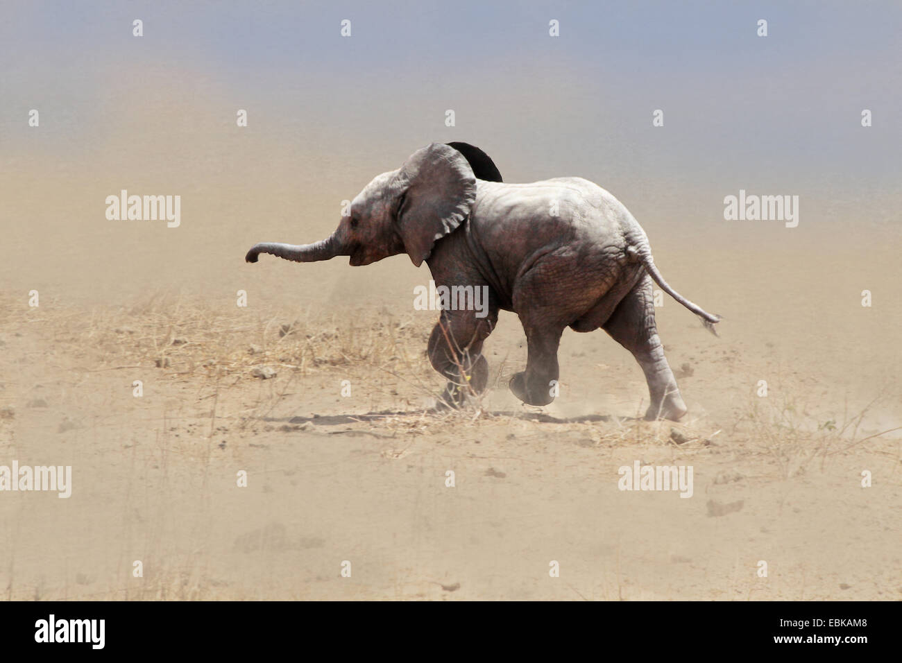 African elephant (Loxodonta africana), baby elephant running through a ...