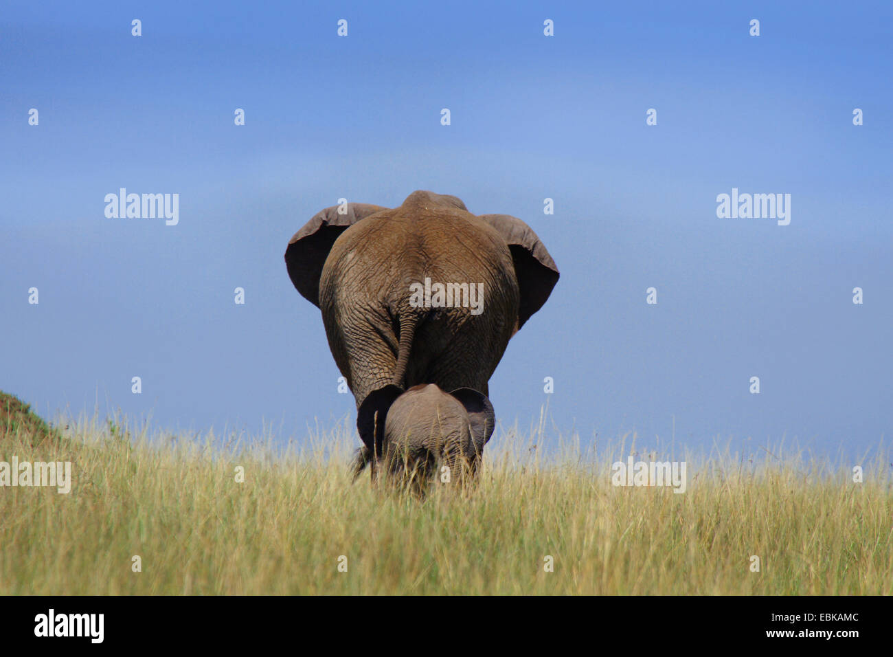 African elephant (Loxodonta africana), baby elephant running after the ...