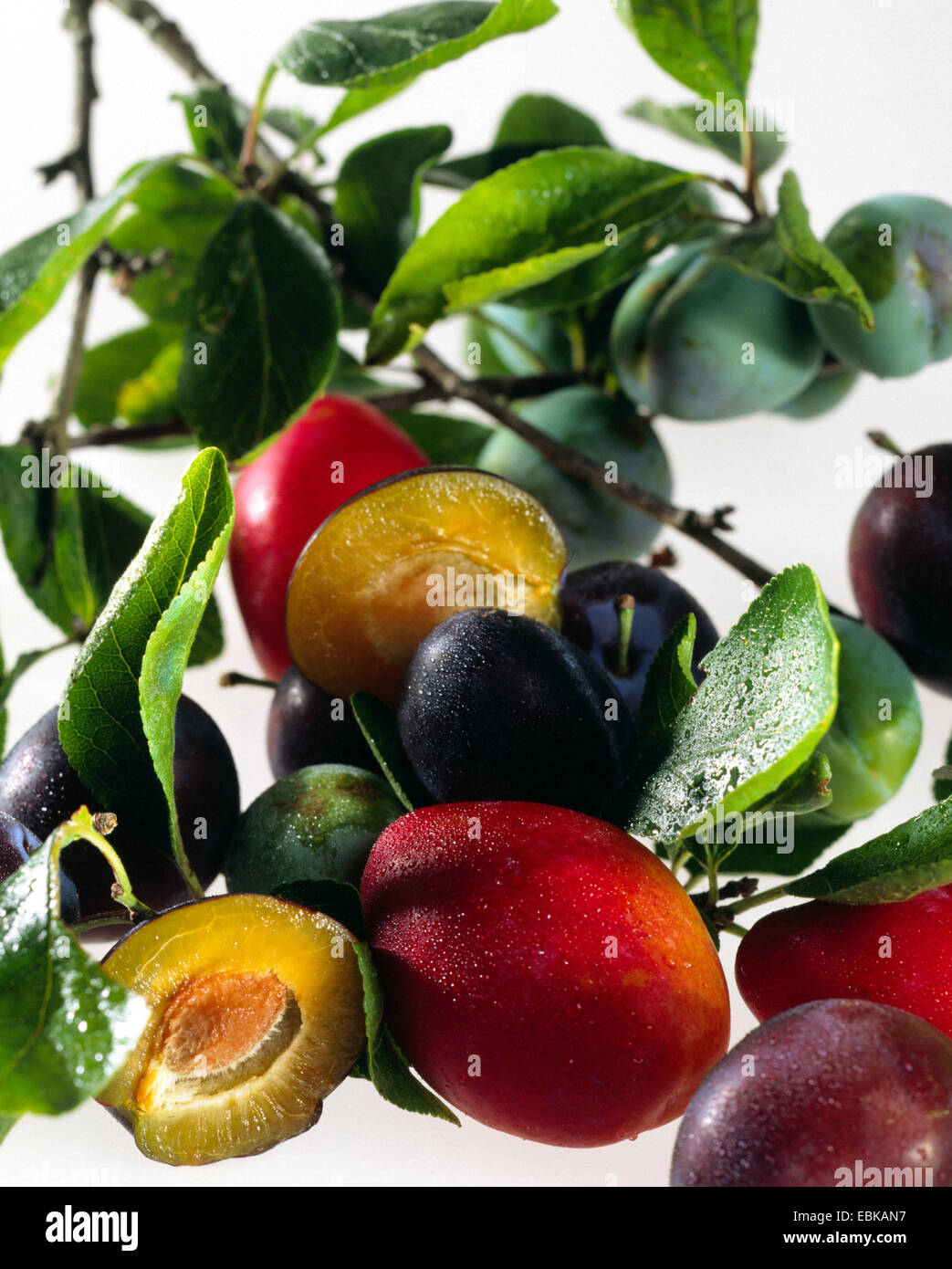 Plum types hi-res stock photography and images - Alamy