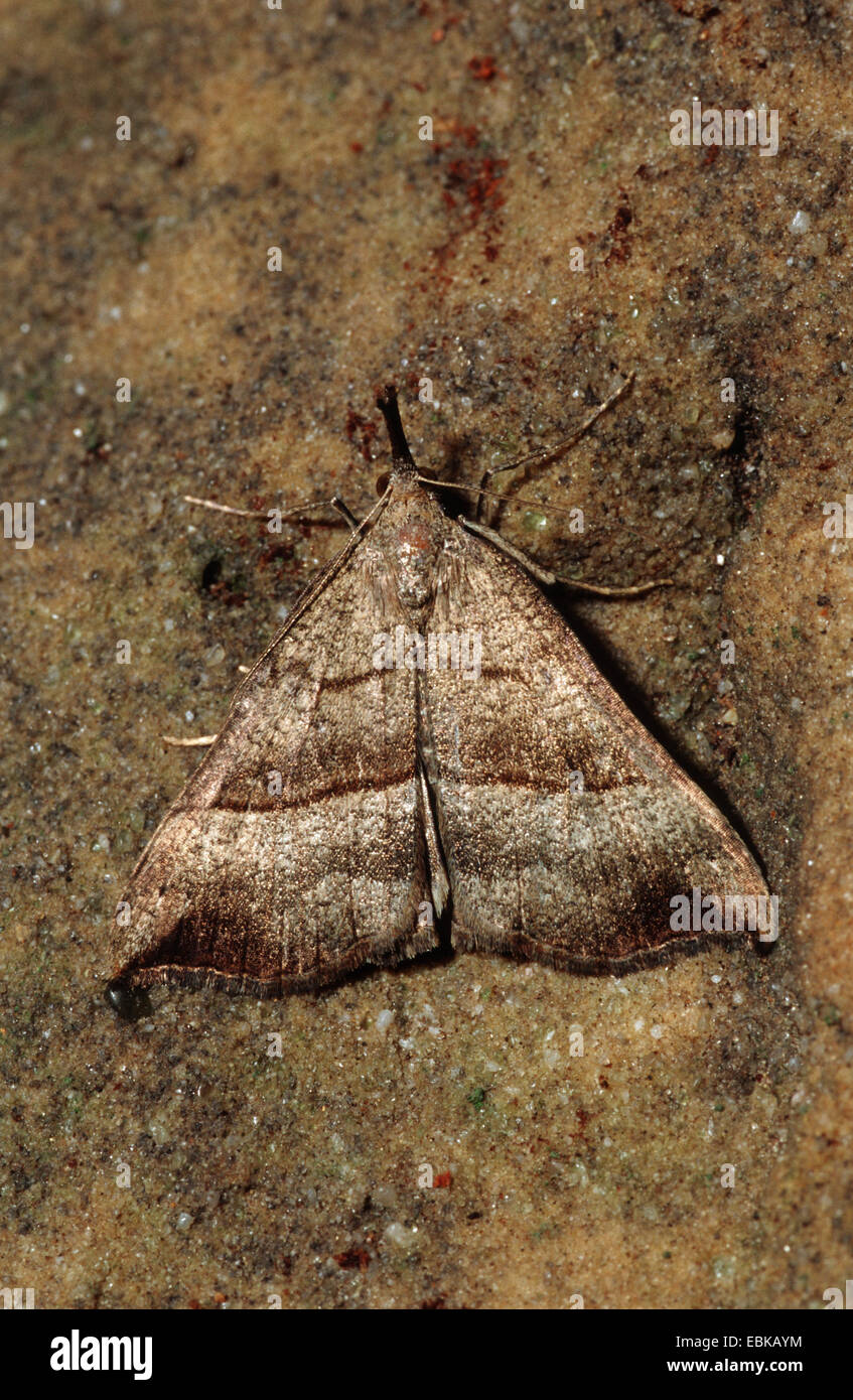 Common snout butterfly hi-res stock photography and images - Alamy