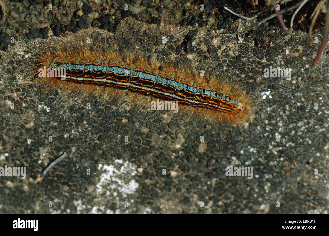 Ground lackeys hi-res stock photography and images - Alamy