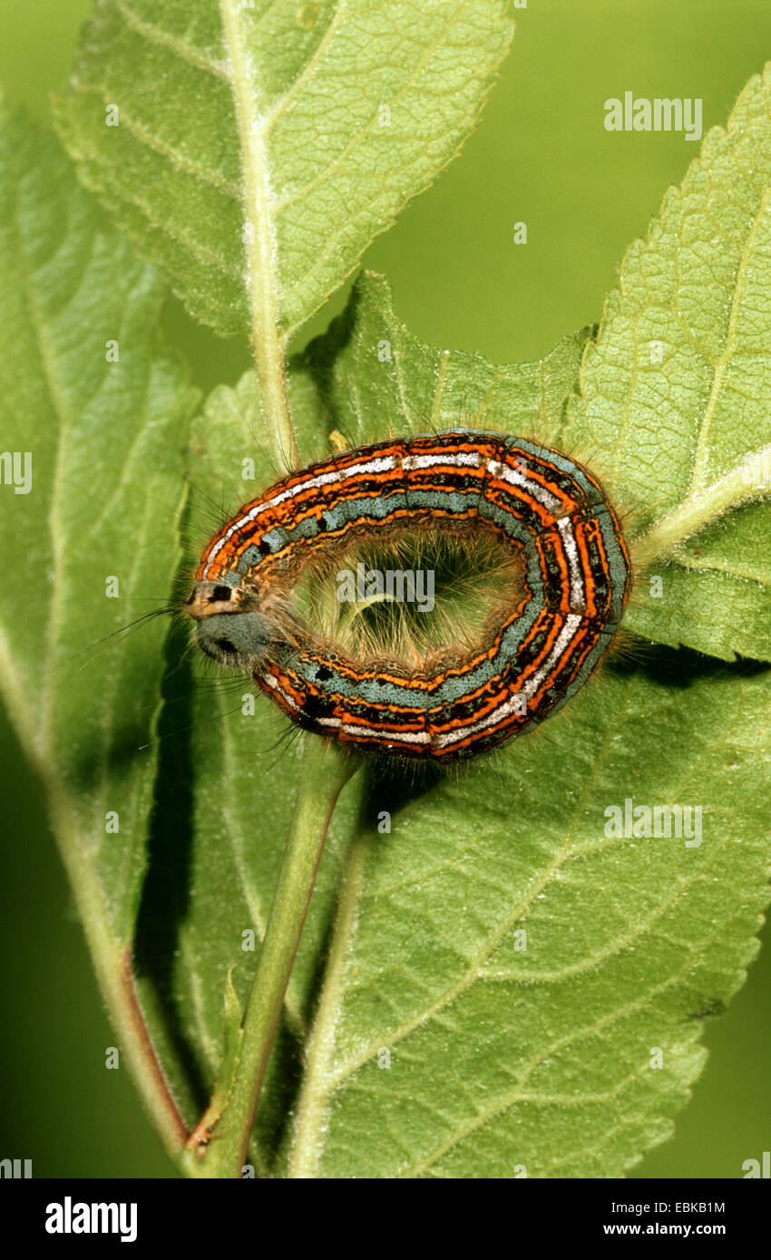 Common lackeys hi-res stock photography and images - Alamy