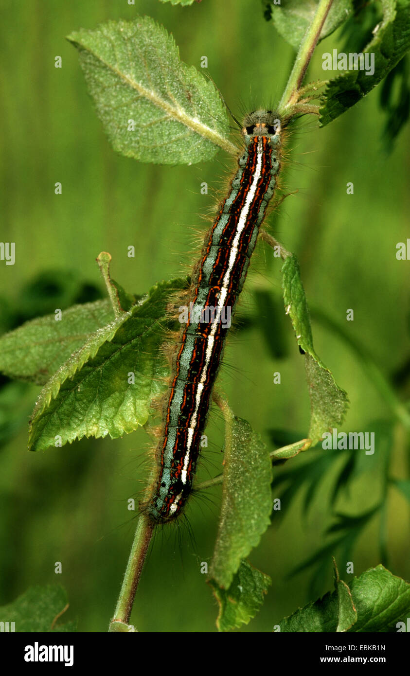 European lackey moth hi-res stock photography and images - Alamy