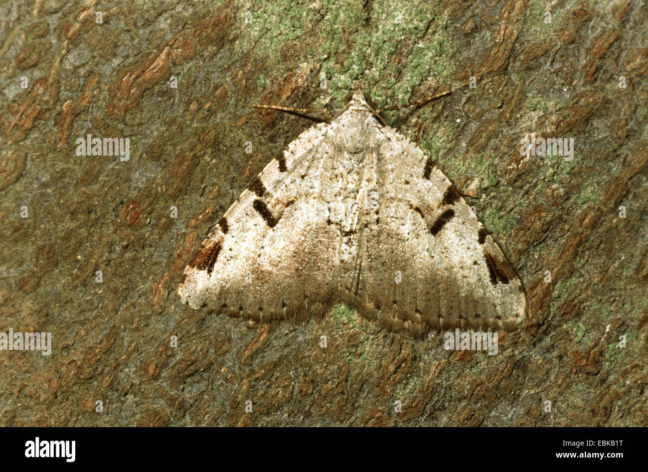 V-Moth (Macaria wauaria), sitting on bark, Germany Stock Photo - Alamy