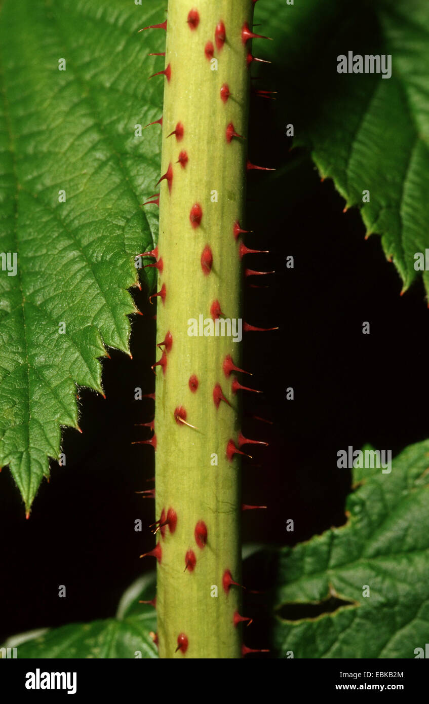 European red raspberry (Rubus idaeus), sprout with prickles, Germany ...
