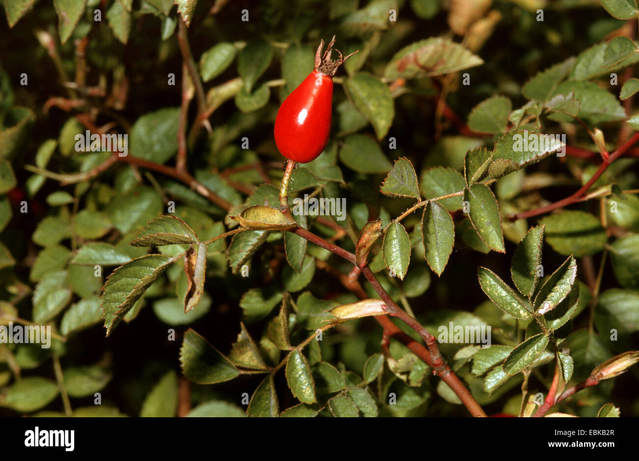 sweet briar rose (Rosa rubiginosa), branch with fruit, Germany Stock ...