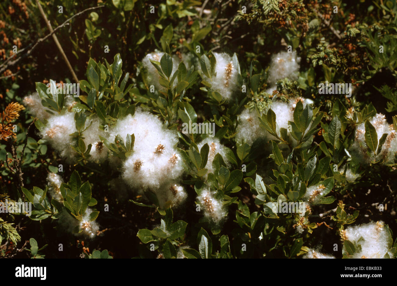 halberd willow (Salix hastata), fruiting Stock Photo - Alamy