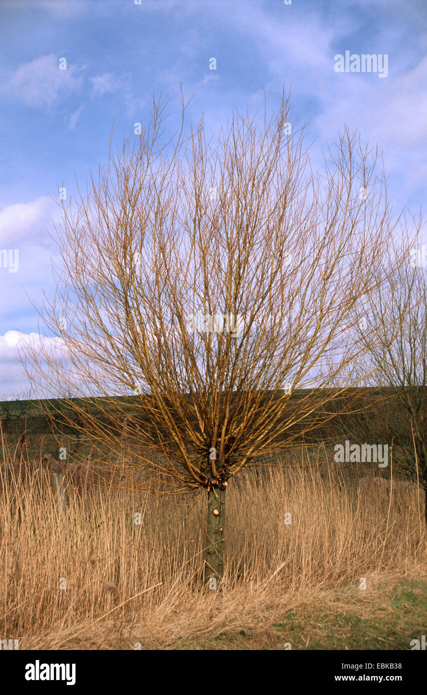 common osier (Salix viminalis), in winter, Germany Stock Photo - Alamy