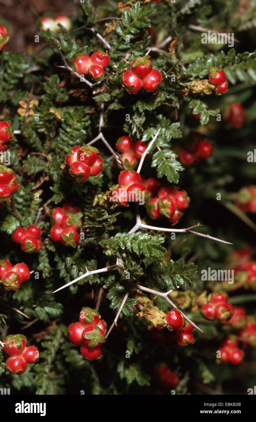 Thorny burnet (Sarcopoterium spinosum, Poterium spinosum), fruiting ...