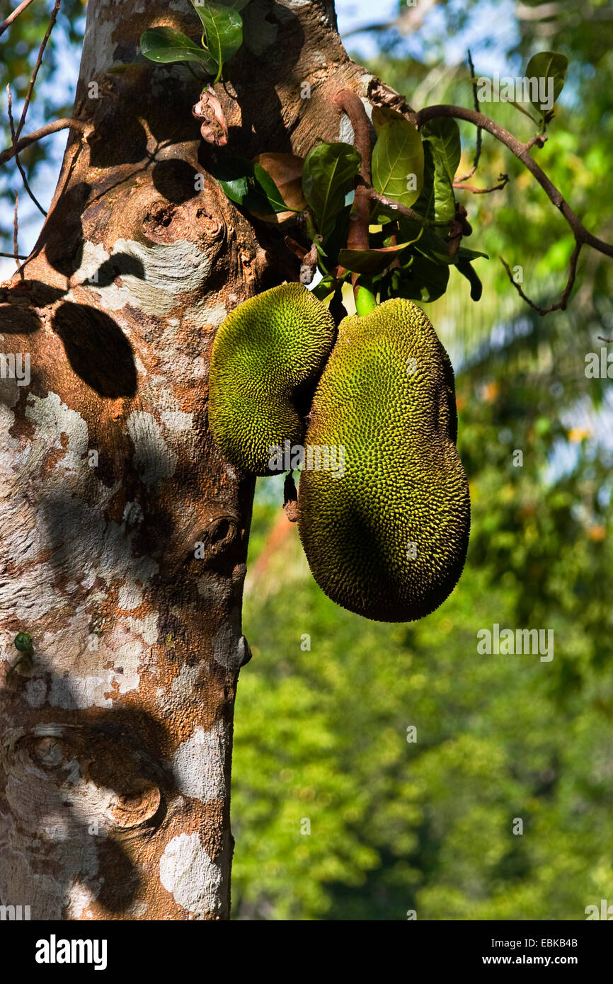 Jackfruit foods hi-res stock photography and images - Alamy