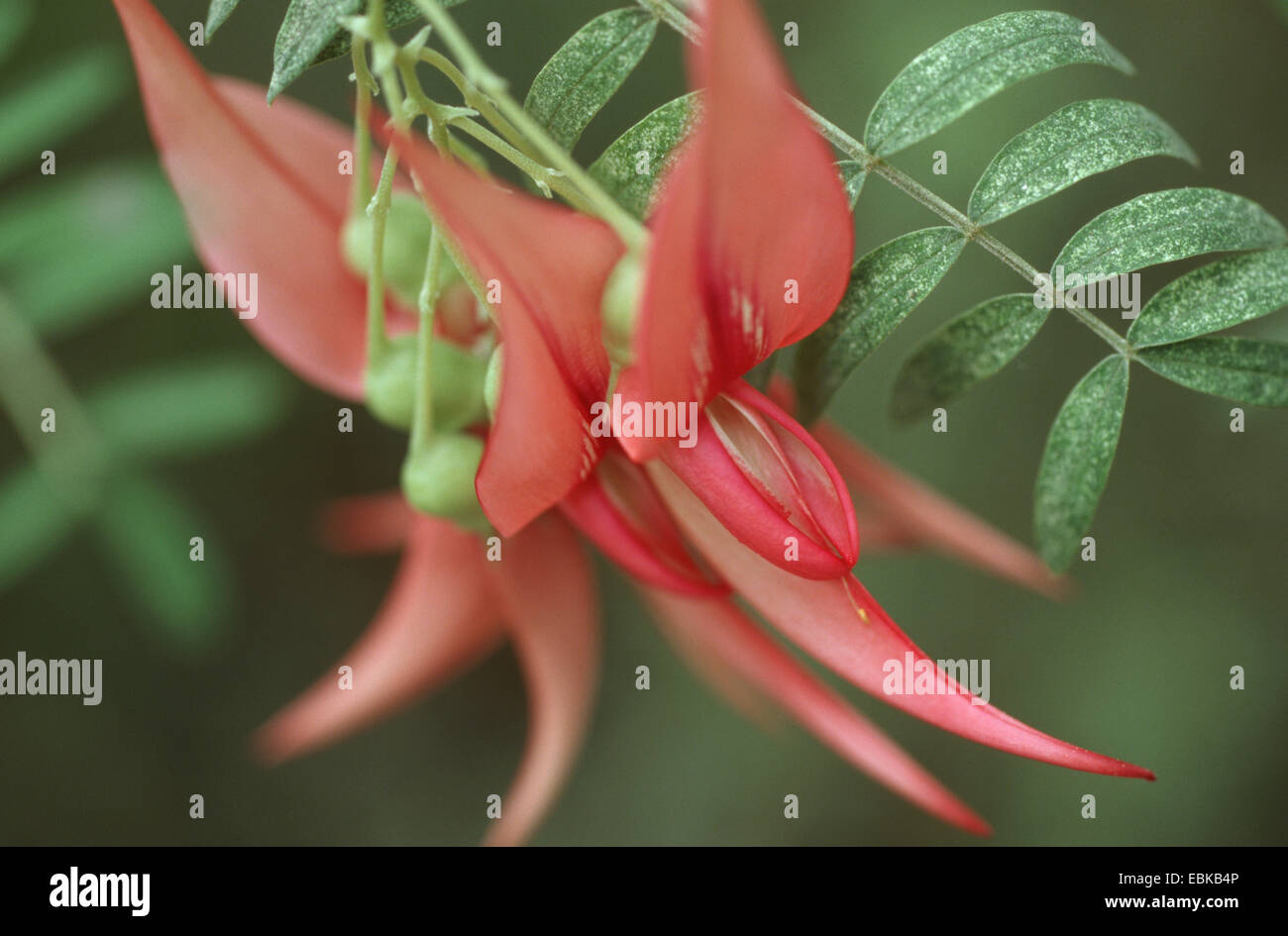 Parrot's bill, Kakabeak, Glory Pea, Parrot's Beak, Lobster Claw ...