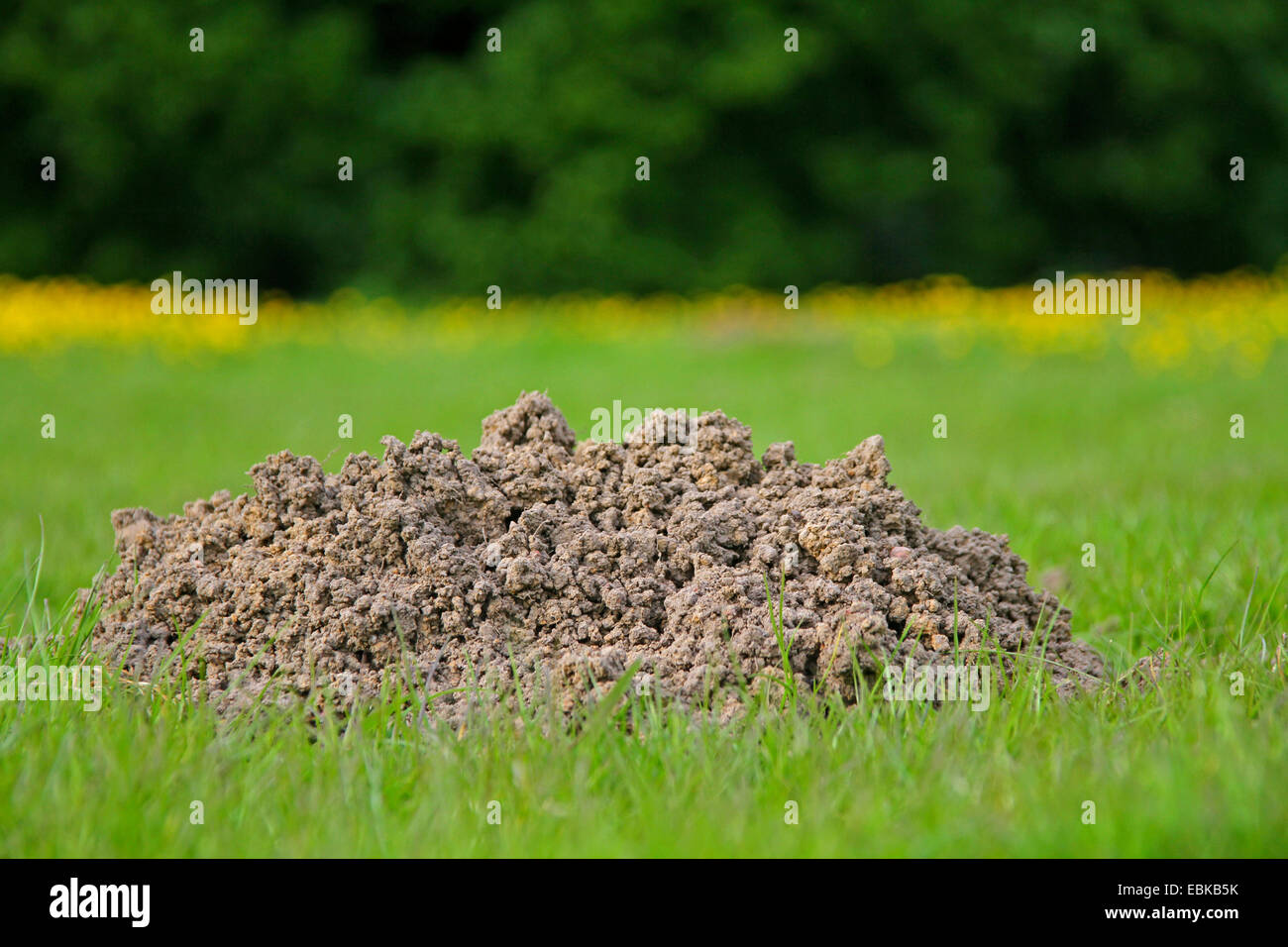 Plant on a molehill hi-res stock photography and images - Alamy