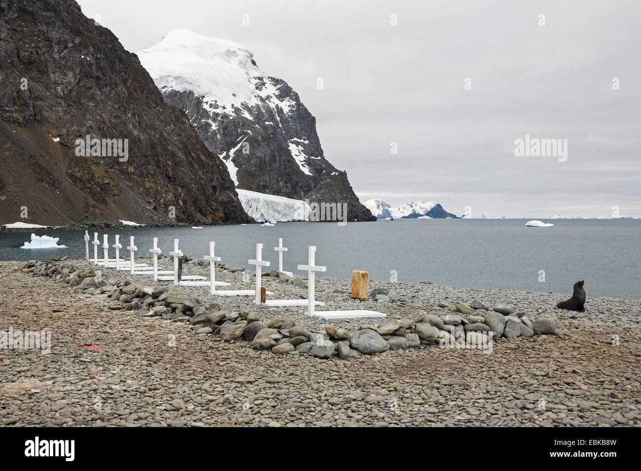 Antarctic fur seal (Arctocephalus gazella), cemetery of the Argentine ...