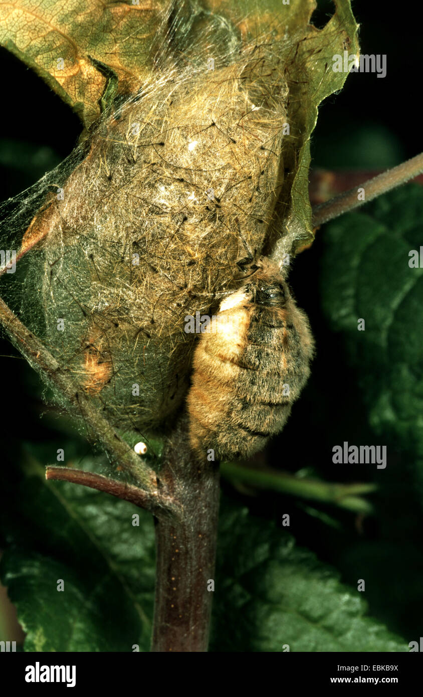 Rusty Tussock Moth, Vapourer Moth (Orgya antiqua), just hatched female ...