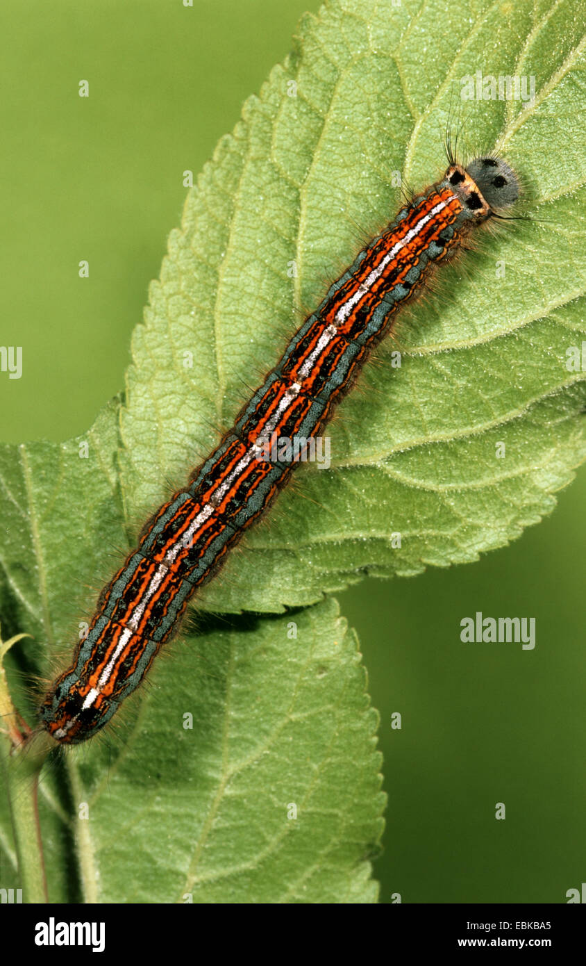 Common lackeys hi-res stock photography and images - Alamy