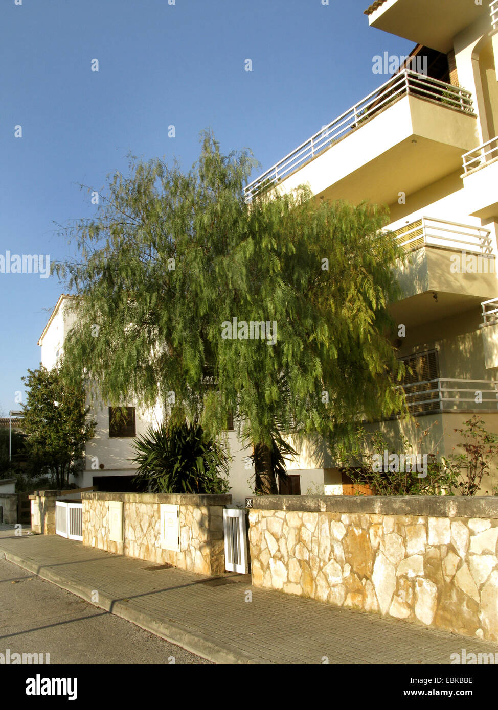 California pepper tree (Schinus molle), tree in a front garden, Spain ...