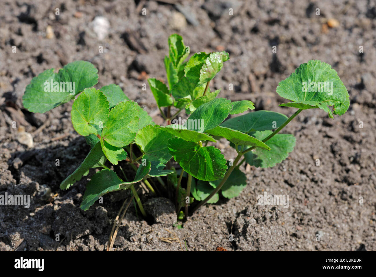 Pimpinella Anisum High Resolution Stock Photography and Images - Alamy