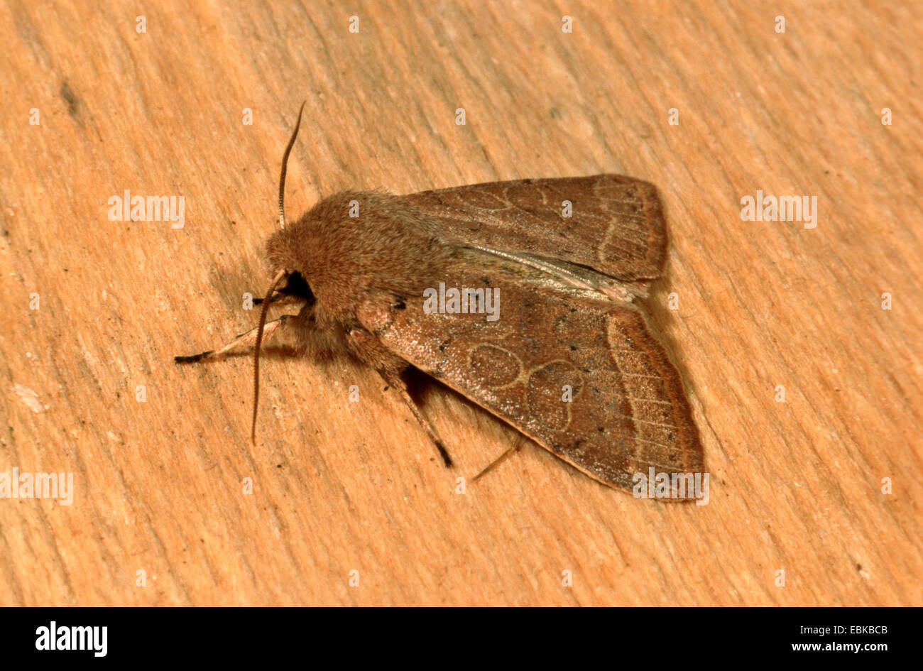 clouded drab moth (Orthosia cerasi), imago on bark, Germany Stock Photo ...