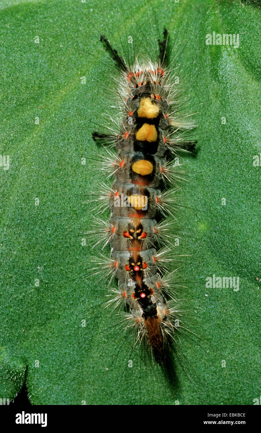 Rusty Tussock Moth, Vapourer Moth (Orgya antiqua), caterpillar on leaf ...