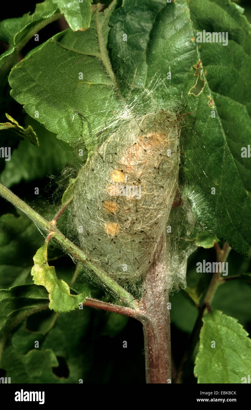 Rusty Tussock Moth, Vapourer Moth (Orgya antiqua), cocoon with pupal ...