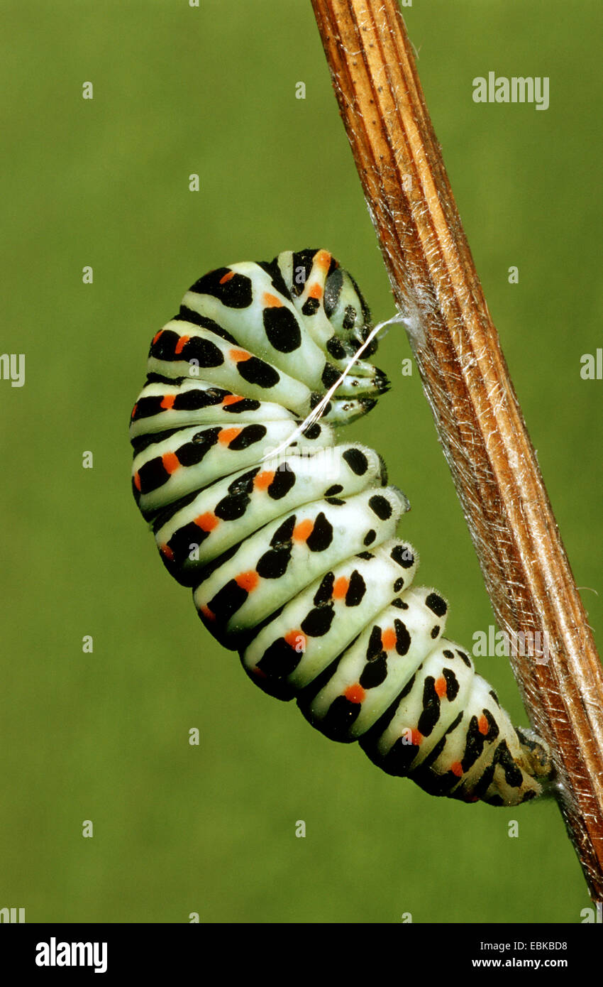 Beginning of the pupal stage hi-res stock photography and images - Alamy
