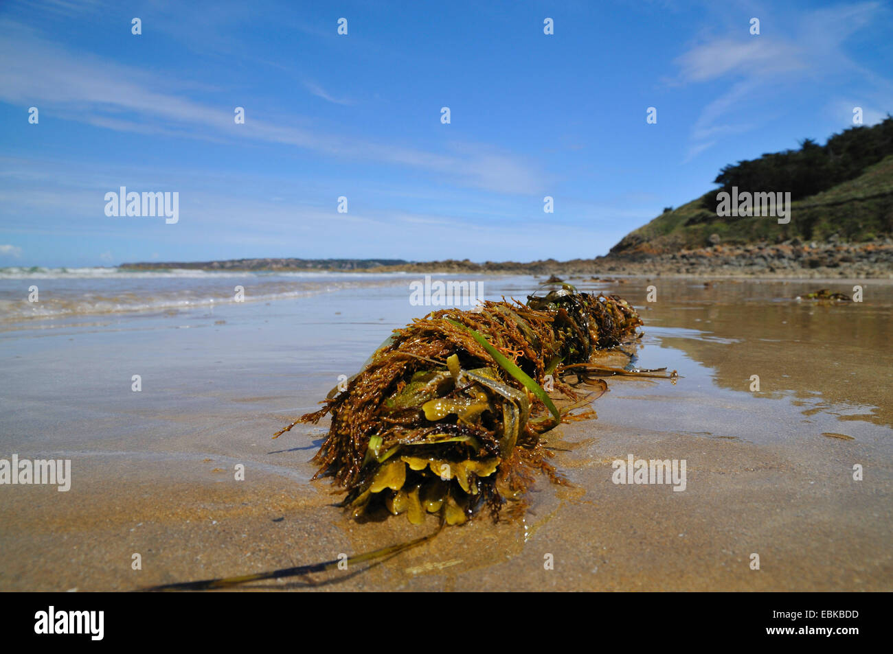 Weeds on beach hi-res stock photography and images - Alamy