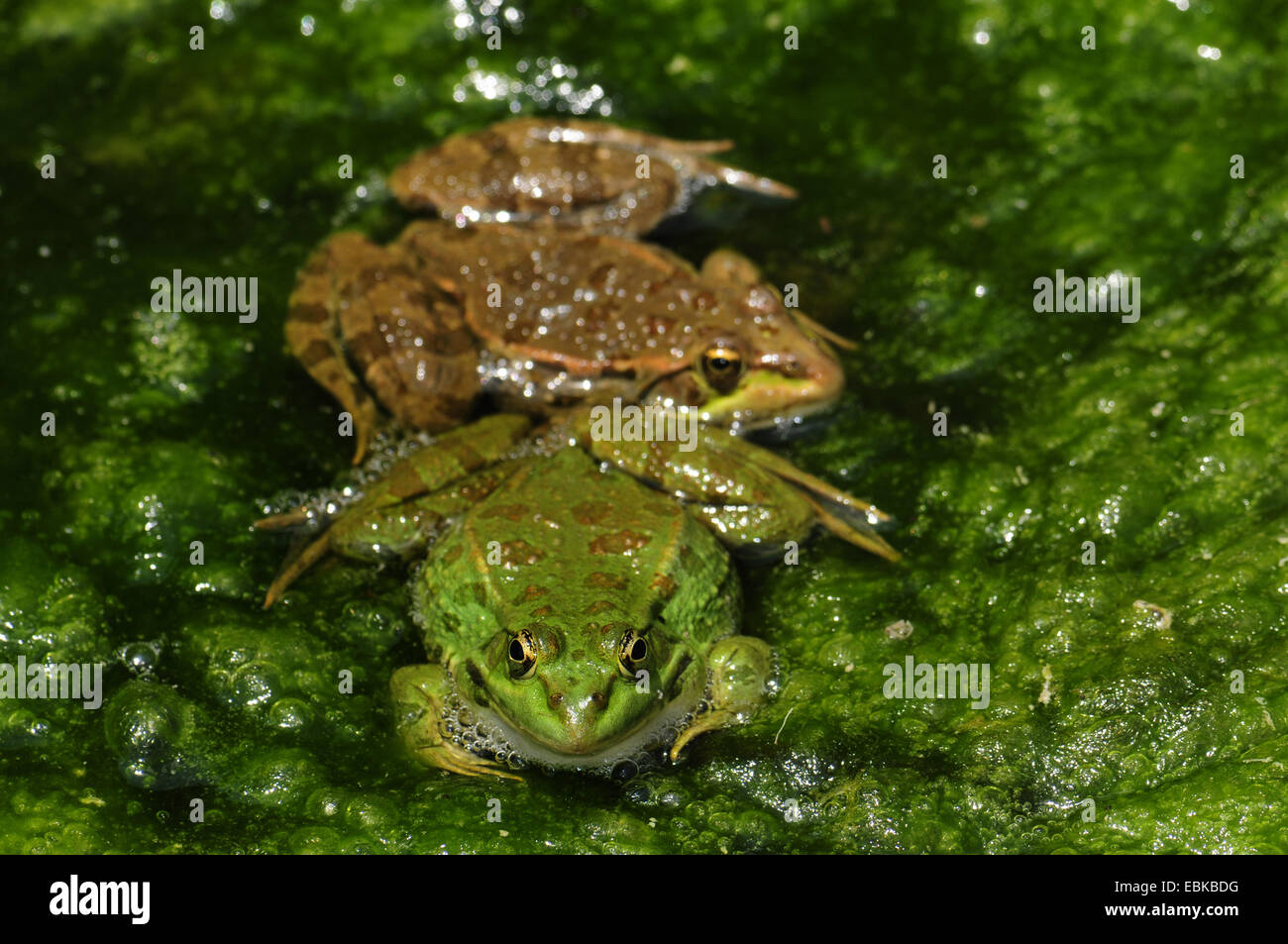 Balkan Frog (Pelophylax kurtmuelleri ), couple in a pond full of algae ...