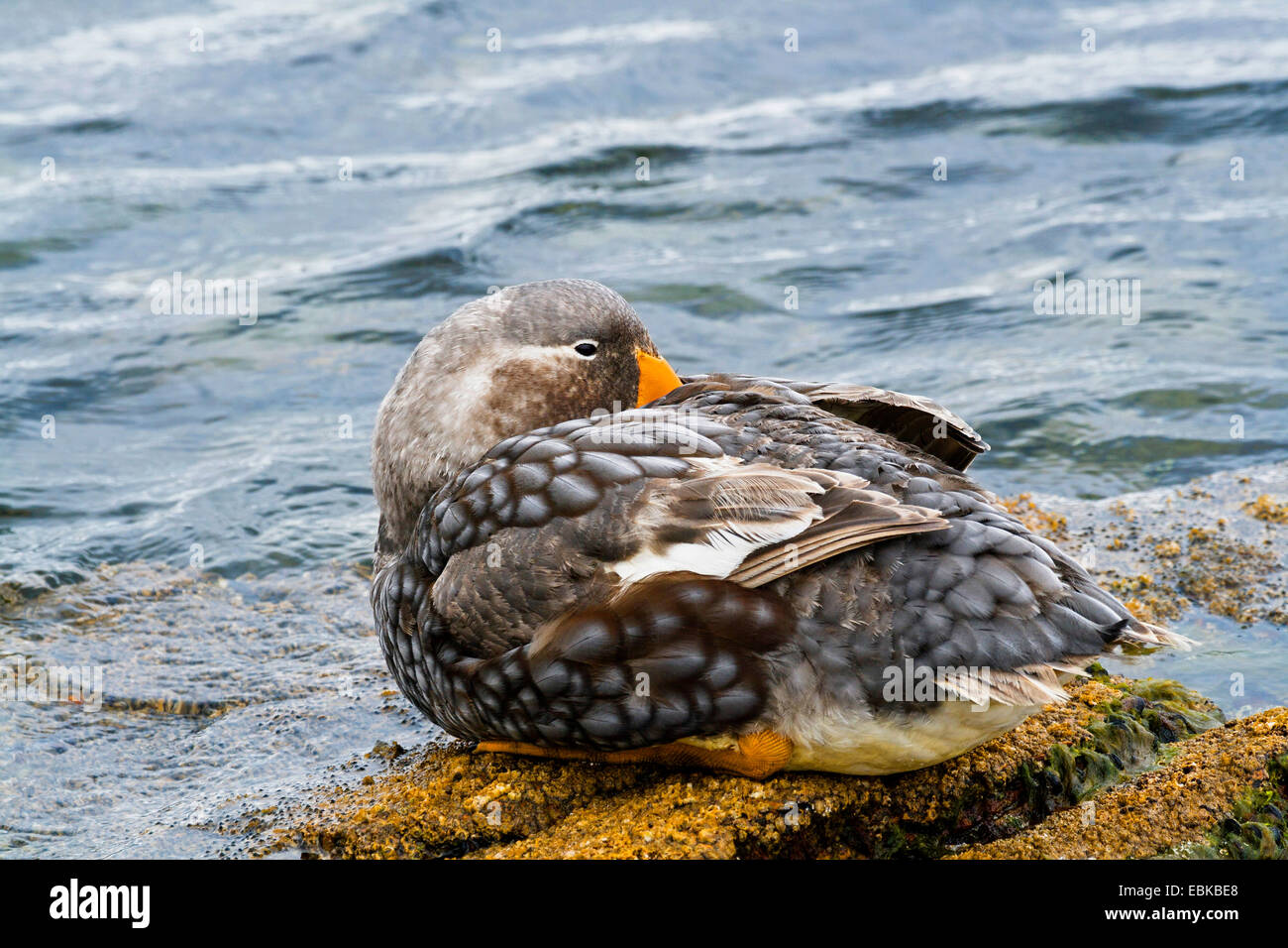 Duck beak hi-res stock photography and images - Alamy