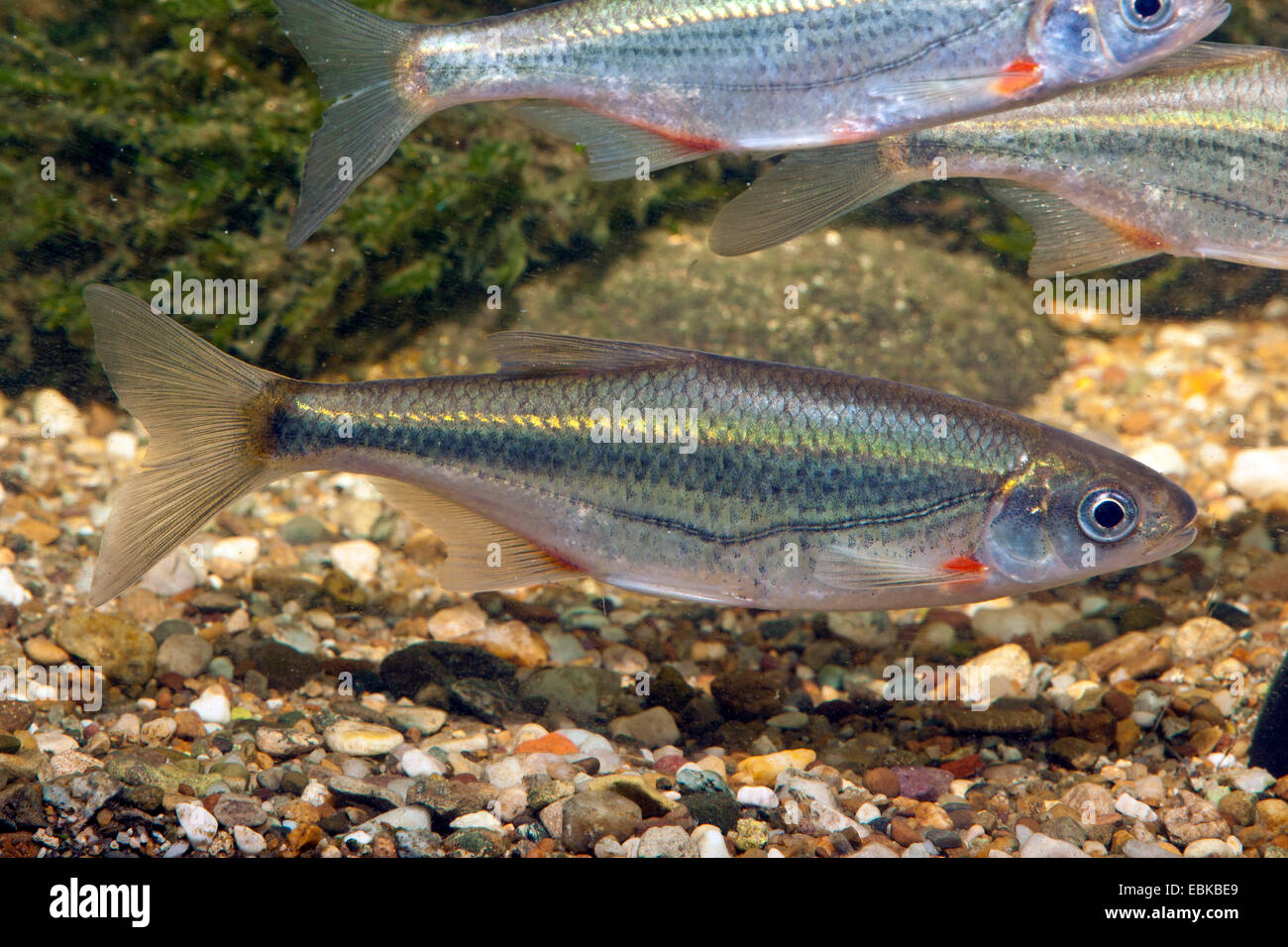 riffle minnow, schneider (Alburnoides bipunctatus), some fishes at the ...