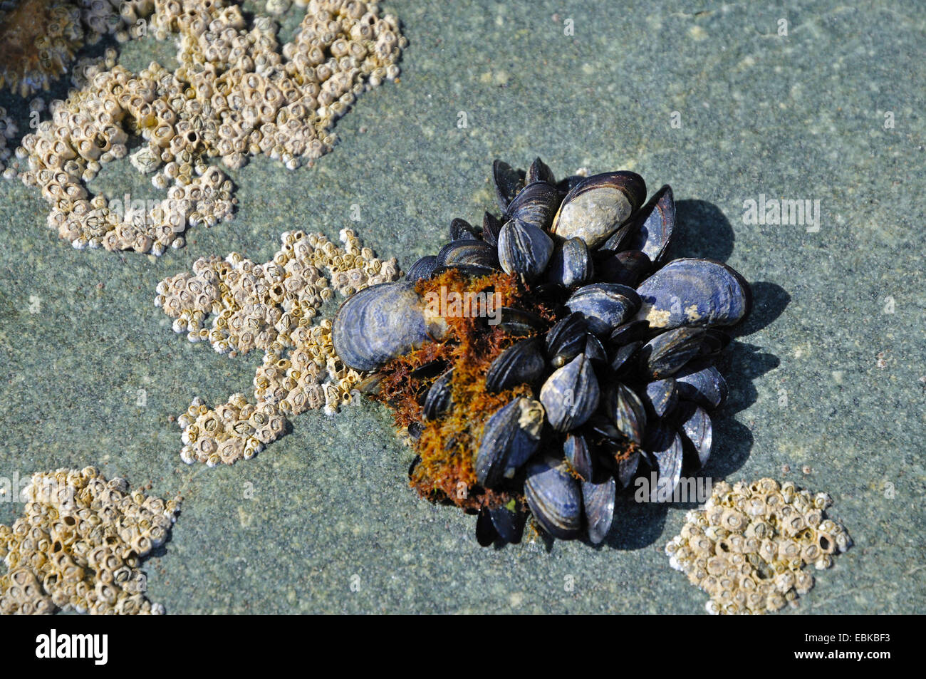 mussels (Mytiloidea), a cluster of balanidea and blue mussels on a ...