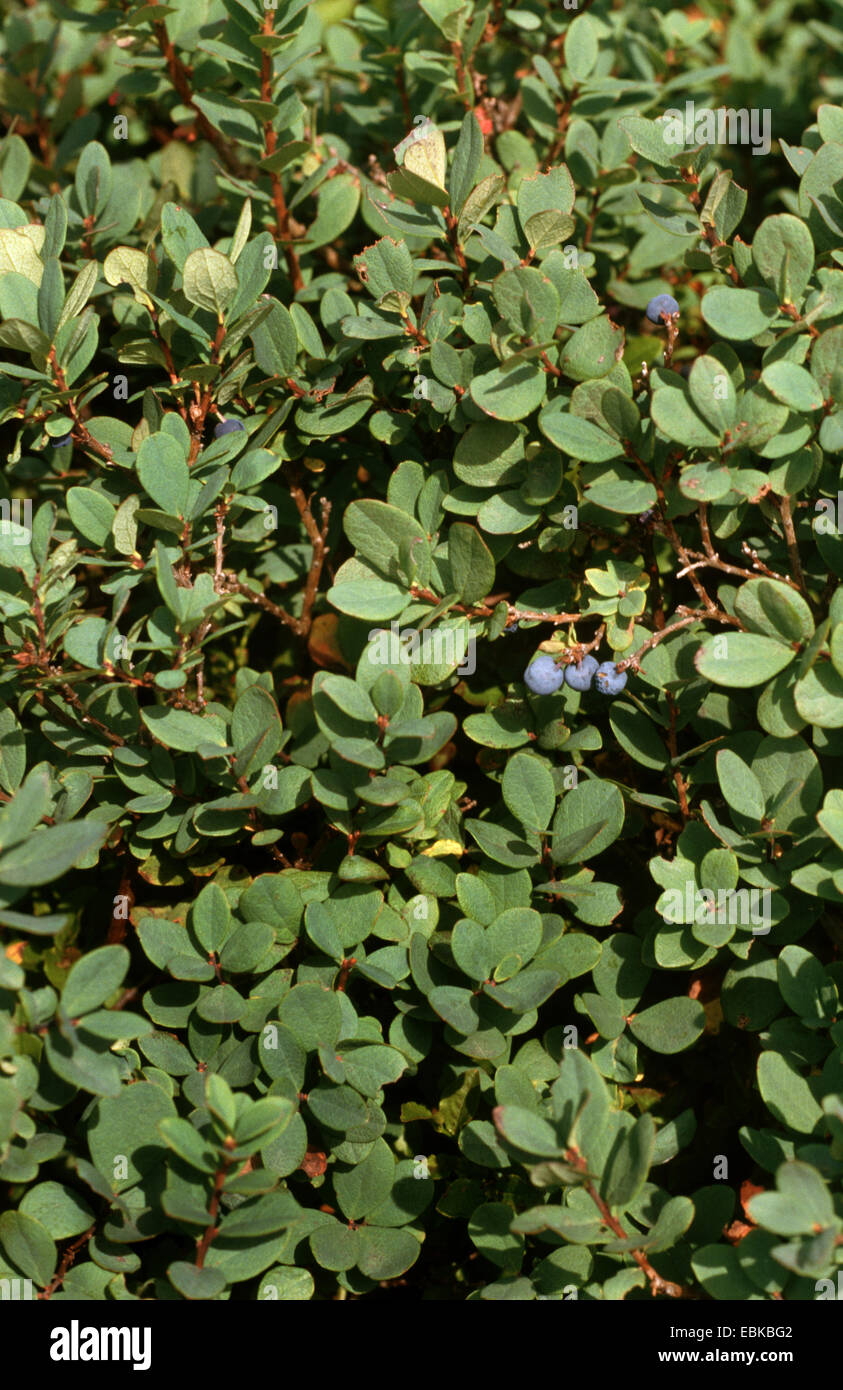 Alpine blueberry, bog blueberry, bog bilberry, northern bilberry, bog ...