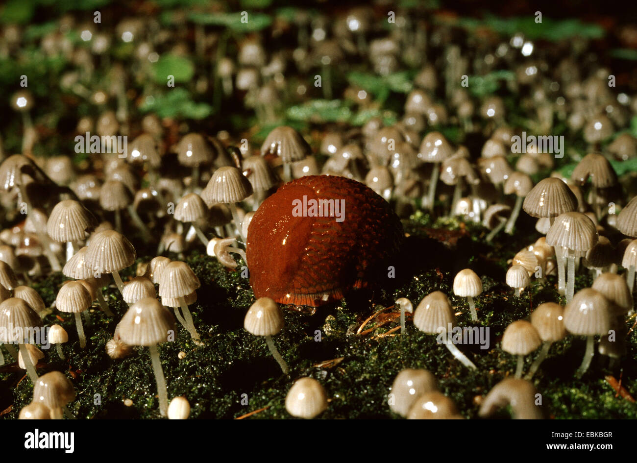 Fairy inkcap hi-res stock photography and images - Alamy