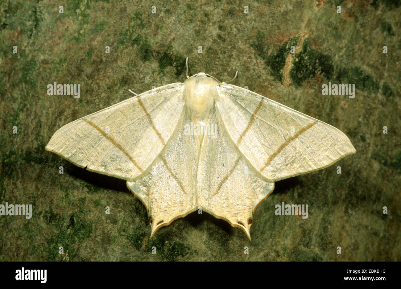 Swallow Tailed Moths High Resolution Stock Photography and Images - Alamy