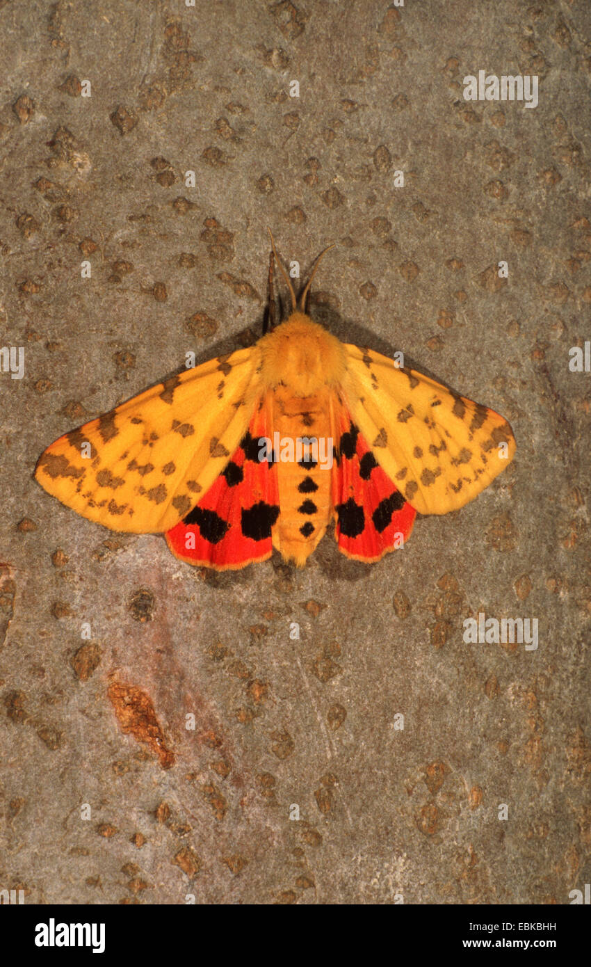 gooseberry tiger (Rhyparia purpurata), sitting on bark, Germany Stock ...