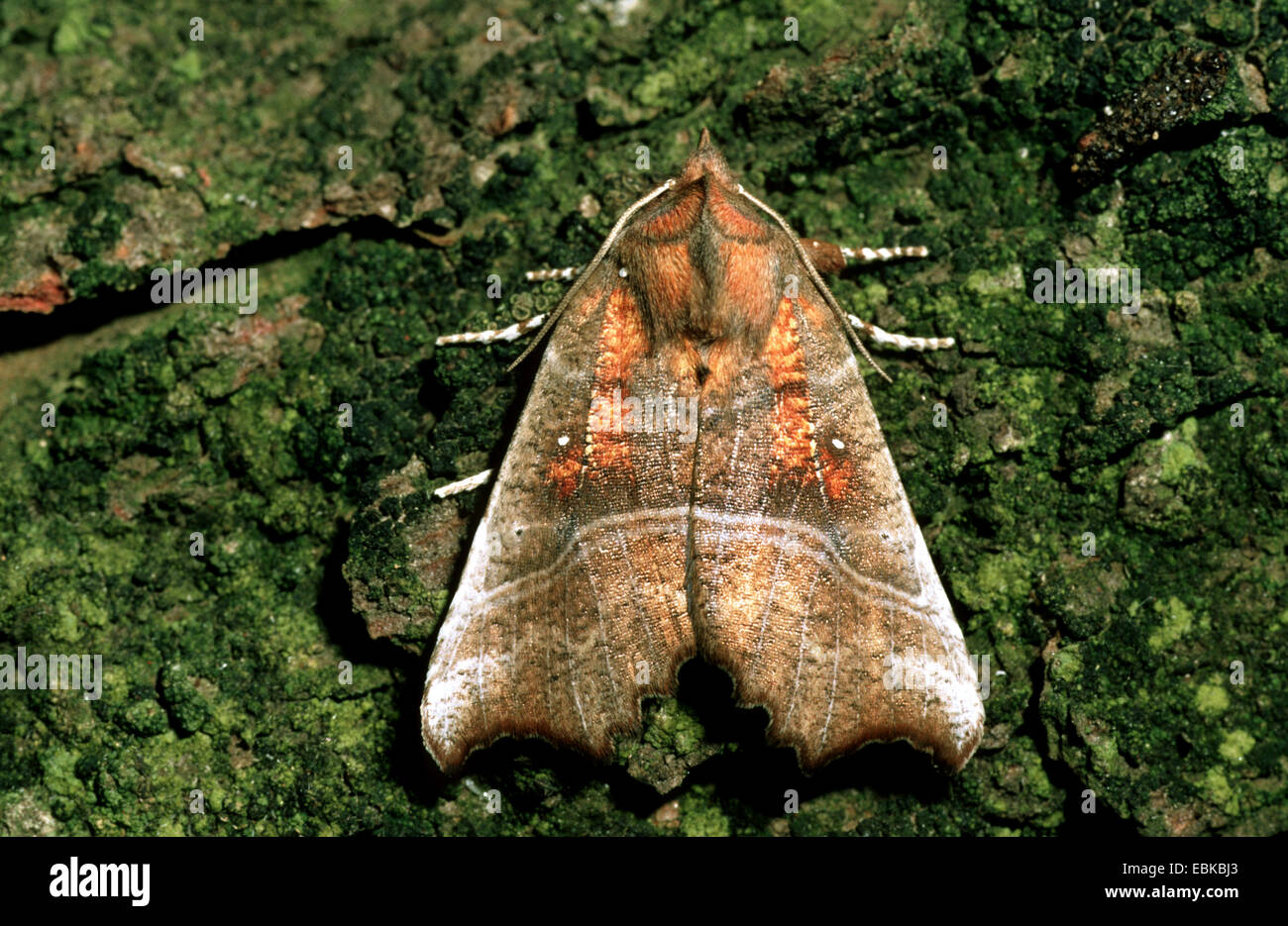 Noctuid moths hi-res stock photography and images - Alamy