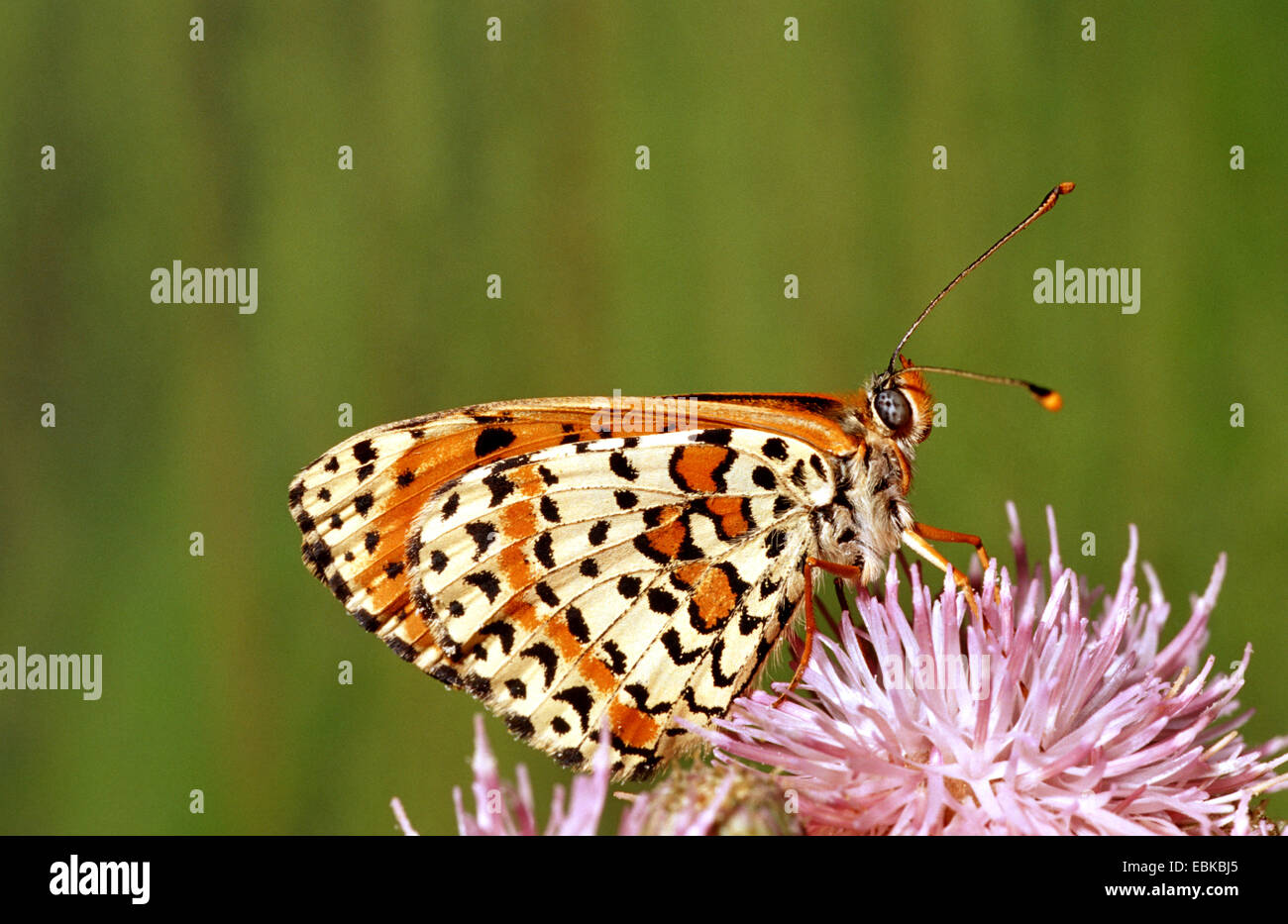 Spotted fritillary (Melitaea didyma), imago on thistle flower, Germany ...