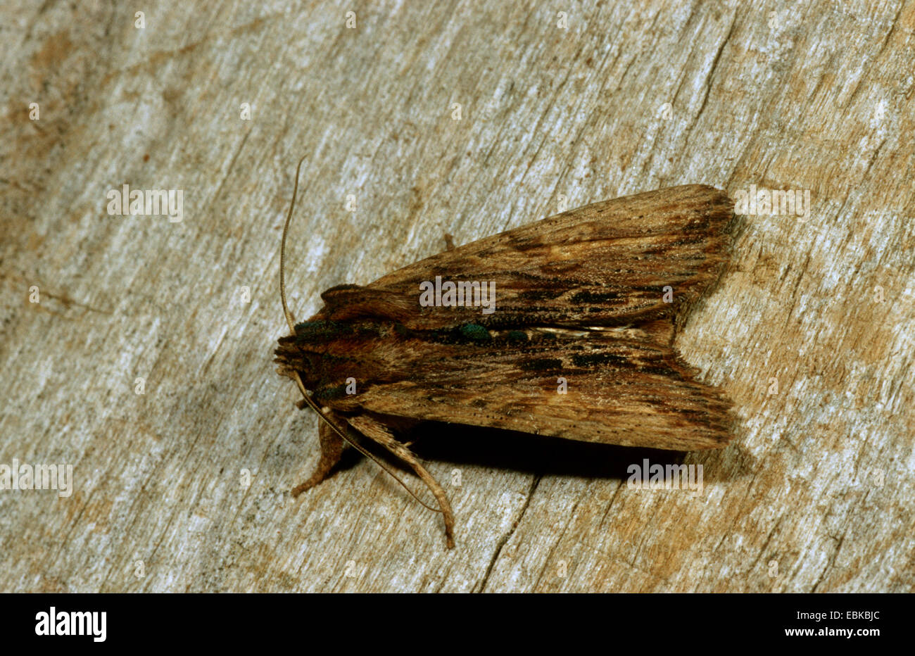 Tawny pinion moth hi-res stock photography and images - Alamy