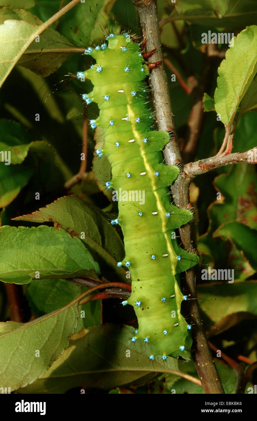 giant peacock moth (Saturnia pyri), caterpillar on twig, Germany Stock ...