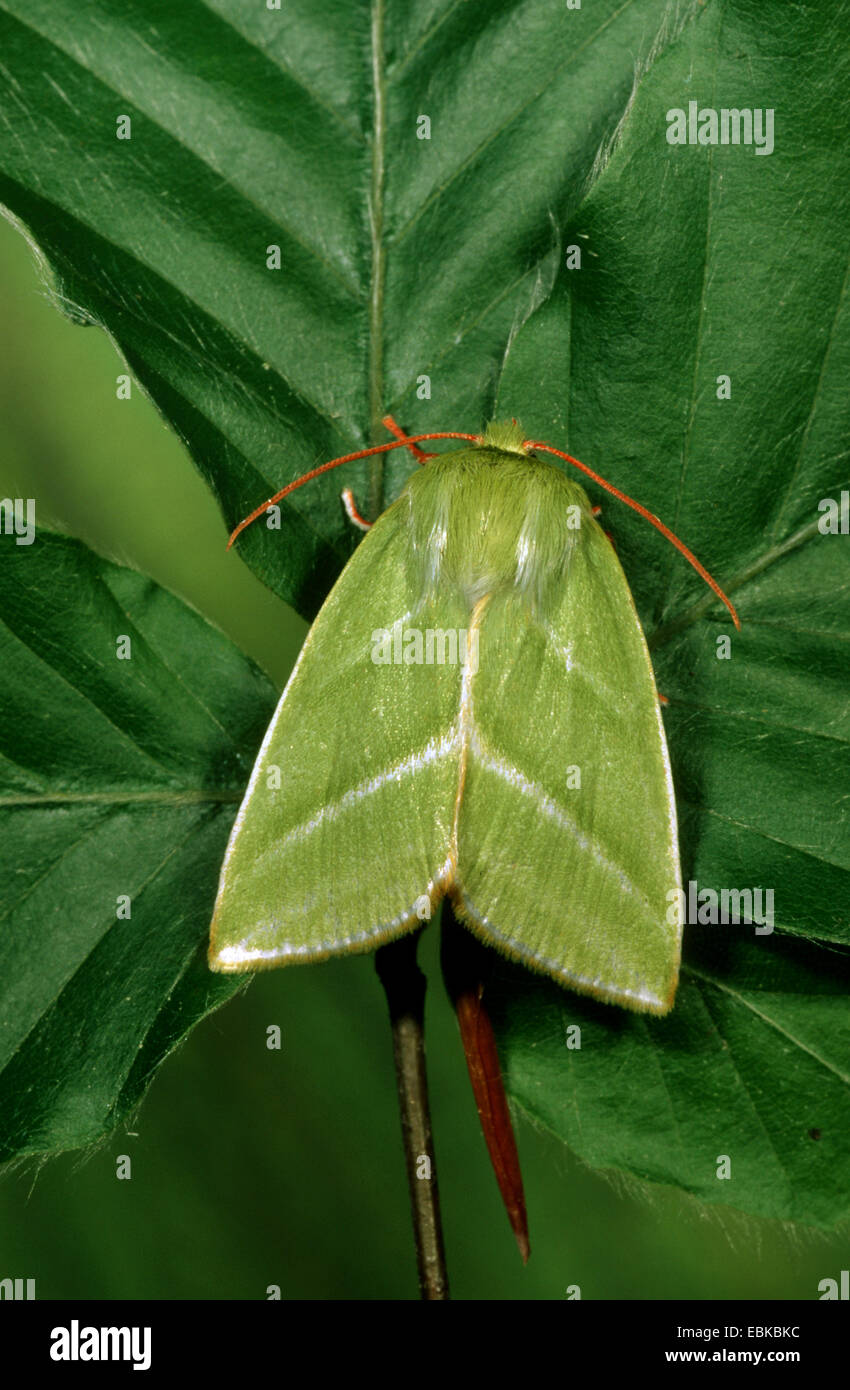 Pseudoips prasinanus hi-res stock photography and images - Alamy